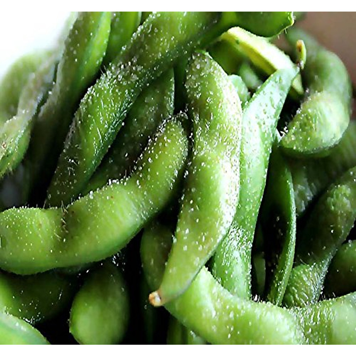Japanese Edamame Seeds ~~ Soy Bean HIGH in Protein - Young Soy Bean - 80-90 Days (0125 Seeds - 1 oz)