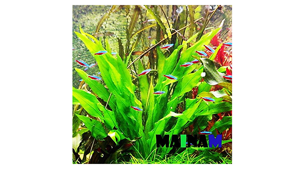 Mainam Amazon Sword Plant - Easy Live Aquarium Plants for Freshwater Tanks
