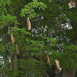 Organic Kapok Fiber - Natural - 5 Pounds