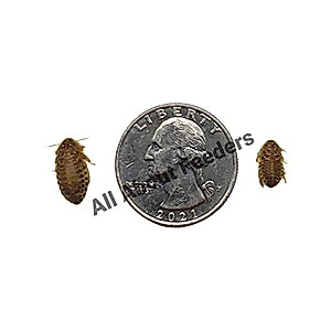 Dubia Roaches 700 Small