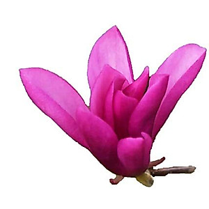 9GreenBox Ann Star Magnolia Tree - Outdoors or Bonsai