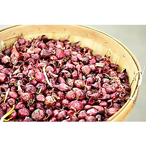 Red, Onion Sets (40 bulbs) Garden Vegetable(Red)