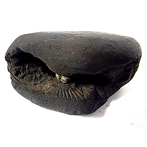 phoenix888 Adwaitya Narsimha Maha Vishnu Shaligram Nepal Kali Gandaki