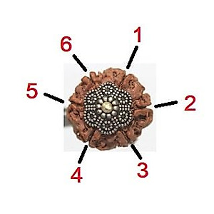 IndianStore4All 6 Mukhi Nepal Rudraksha Penadnt 100% Original Six Face Rudraksha