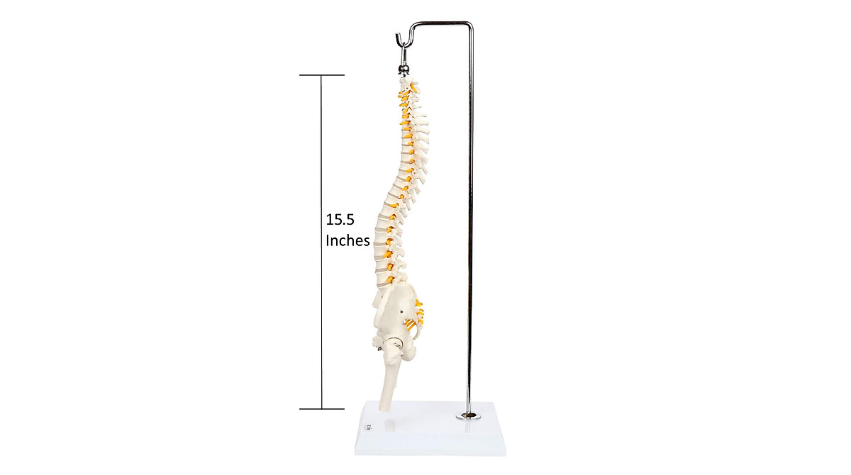 Axis Scientific Mini Spine Model for Anatomy Education