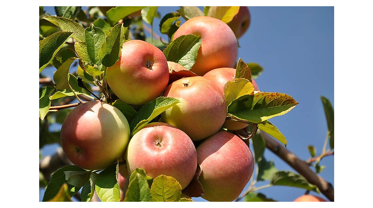 Fuji Apple Tree - Grow Delicious Fresh Fruit Home