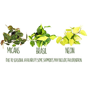 Live Pothos Plants (4PK) Indoor Plants Live Houseplants, Pothos Live Plant House Plants Indoors Live Plants, Money Plant Indoor Pothos Plant Decor, Devils Ivy Trailing Plants Live by Plants for Pets