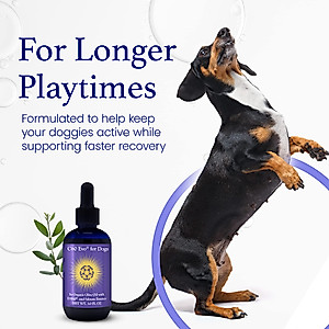 C60 Evo Dog Supplement, Pure ESS60 in Extra Virgin Olive Oil for Dogs, All-in-One Dog Immune Supplement, Dog Joint and Energy Support, Infused with Natural Bacon Essence, 3 oz - C60 Evo
