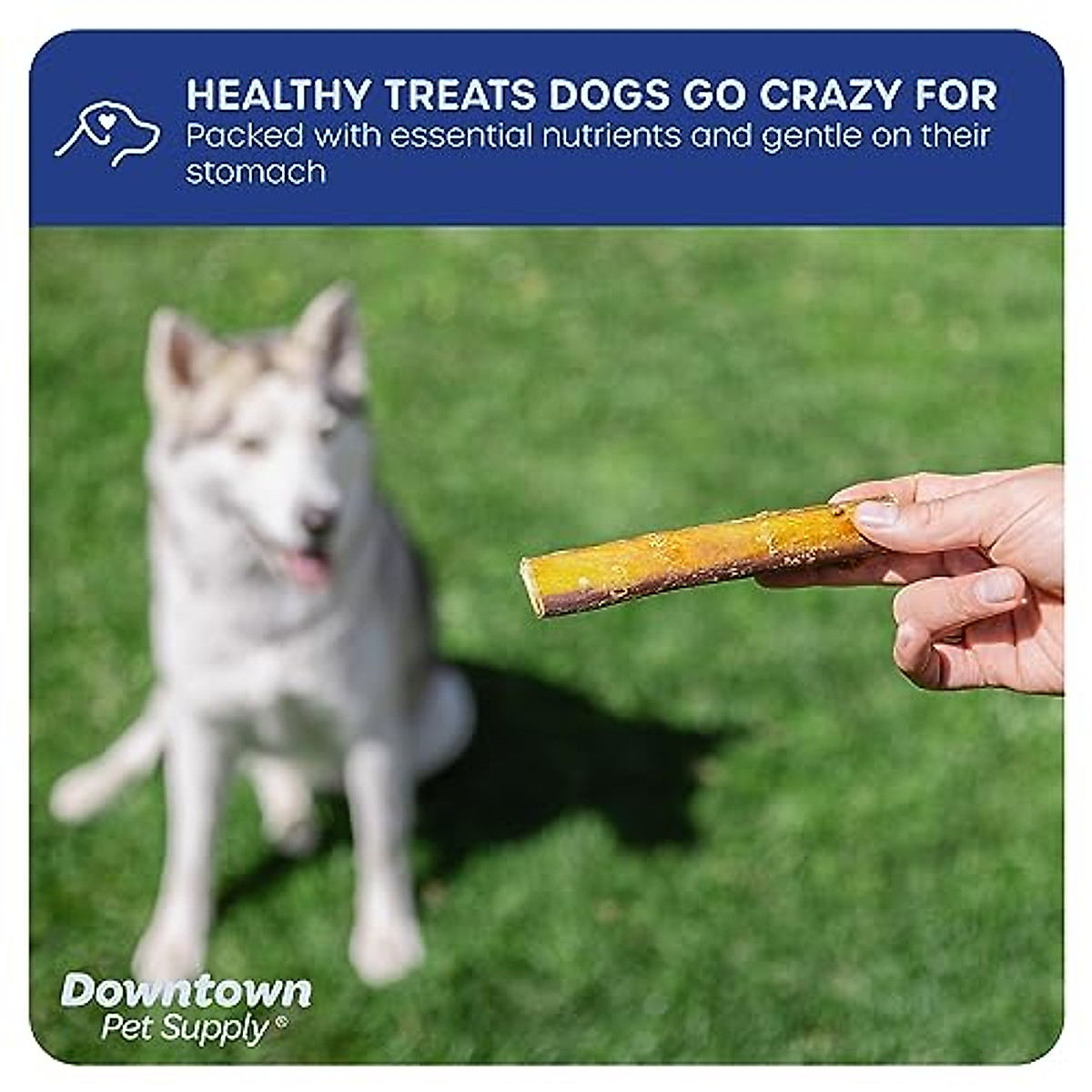 Downtown Pet Supply 6 inch Bully Sticks for Large Dogs, 5 Pack of Jumbo Extra Thick Treats for Aggressive Chewers, Single Ingredient, Rawhide-Free Long Lasting Dental Chews for Big and Medium Dogs