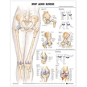 Hip and Knee Anatomical Chart