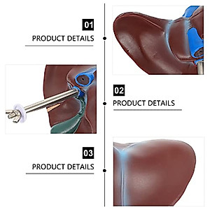 Scicalife Human Liver Model Medical Anatomical Life Size Liver Model with Mounted Display Base for Medical Anatomy Learning Education