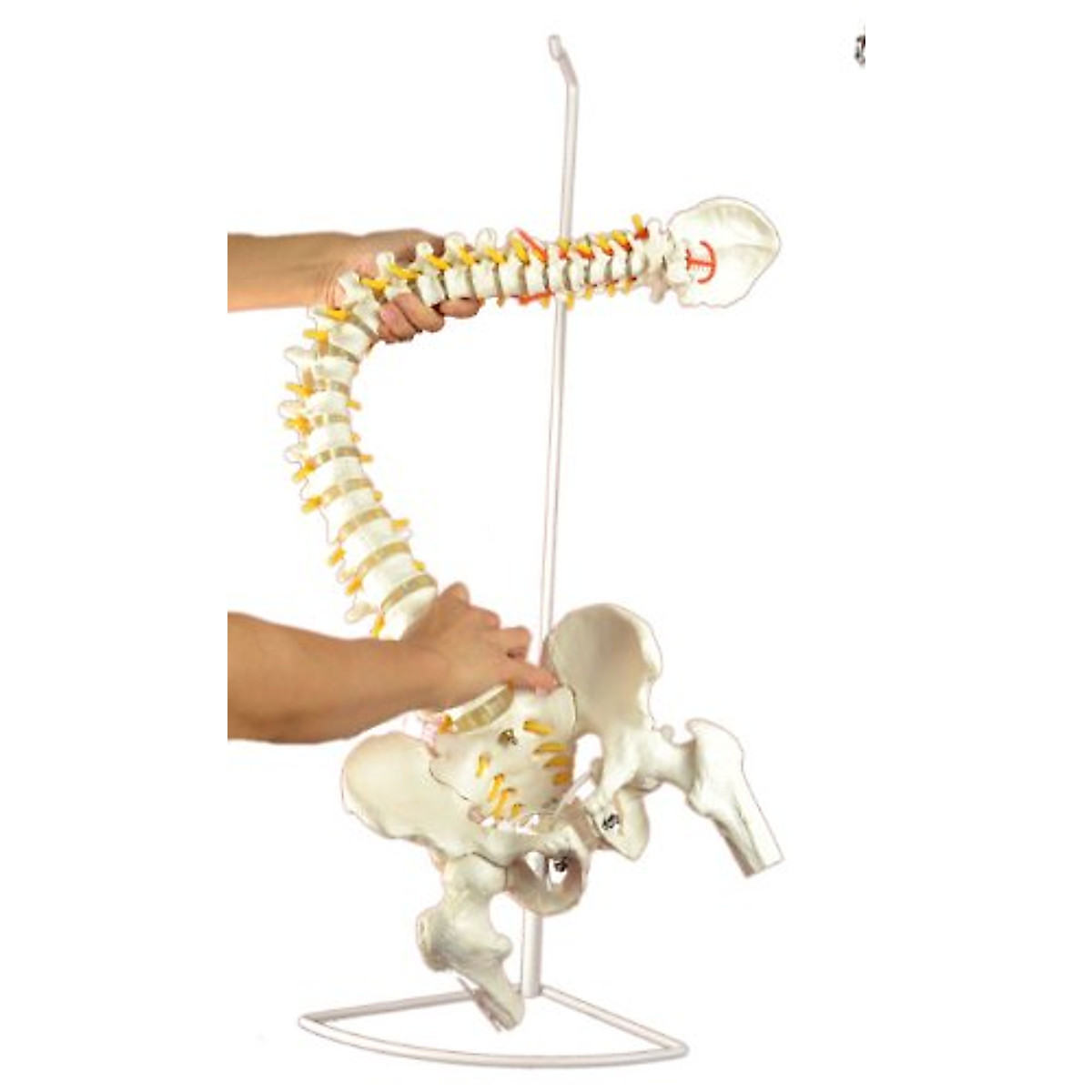 Super Flexible Spine Model with Pelvis and Femur Heads, Life Size, 87cm/34”