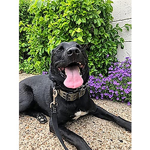 JiePai Military Dog Collar Adjustable Nylon k9 Tactical Dog Collar with D-Ring & Buckle Collars for Medium Large Dogs (Ranger Green,L)