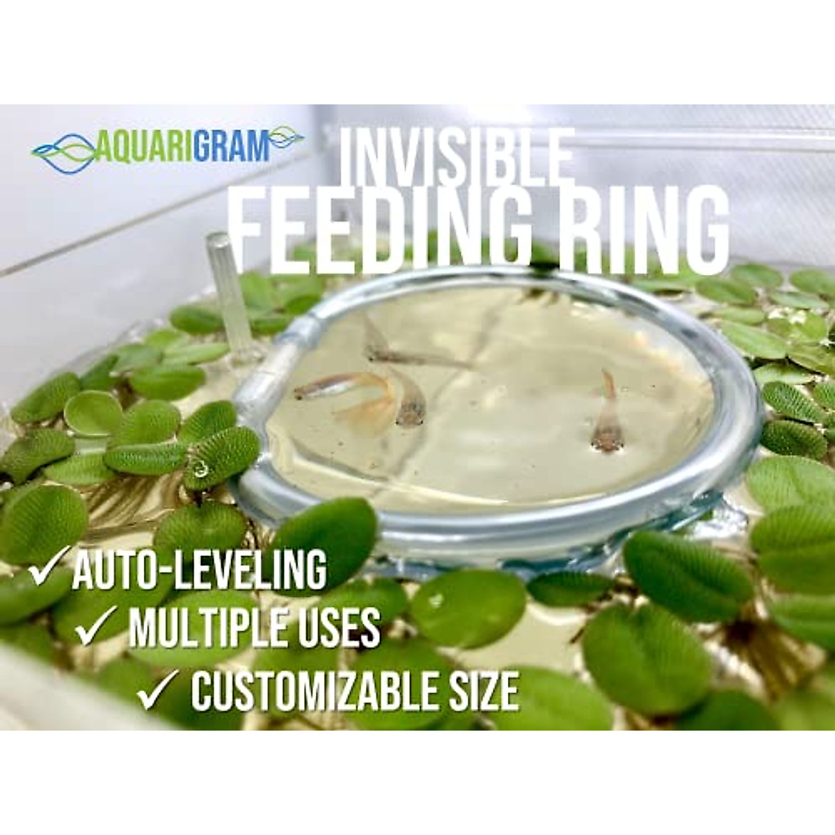 Invisible Feeding Ring (Customizable and Auto-Leveling) Food Portal for Floating Plant Aquariums and Fish Tanks (Standard 2.5" Feeding Ring)