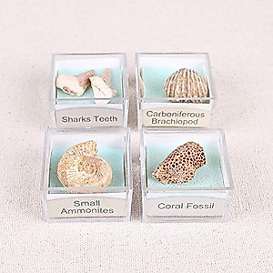 Transparent Specimen Box,Protolith Specimen Ammonite Shark Teeth Gastropod Coral Fossils Stone Collection - Random Style