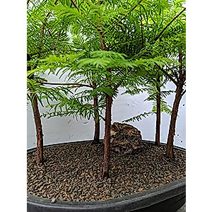 5 Tree Redwood Forest Bonsai Tree
