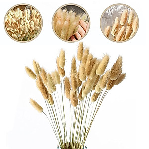 100 Pcs Natural Lagurus Ovatus Rabbit Tail Dried Flowers,17 inch/45 cm Dried Bunny Tails Grass Decor for Home Kitchen Garden Party Photographing Flower Arrangement Vase Decoration