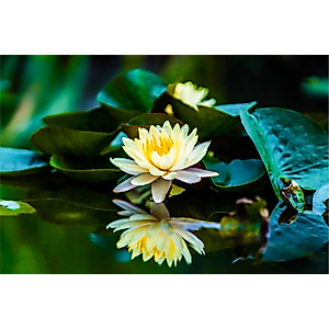 35+ Mixed Bowl Lotus Seeds, Lotus Seeds, Bonsai Lotus Seeds for Planting (Nelumbo), Water Lily Seeds, Can Purify Water and Air