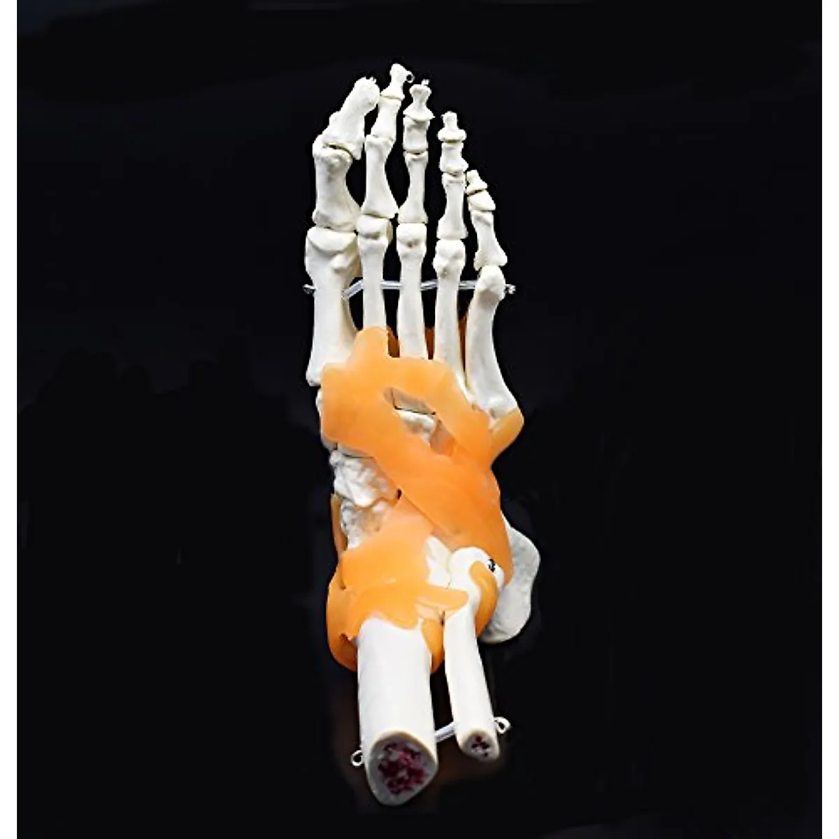 Human Foot Skeleton Model with Ligaments, Flexible, Anatomically Accurate Foot Skeleton Model Life Size Human Skeleton Anatomy for Science Classroom Study Display Teaching Medical Model