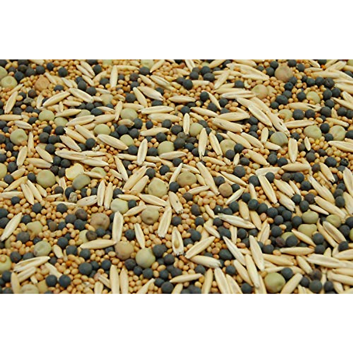 Cover Crop Seed Blend by Eretz (5lb) - Choose Size! Willamette Valley, Oregon Grown, Non-GMO, No Fillers, No Weed Seeds.