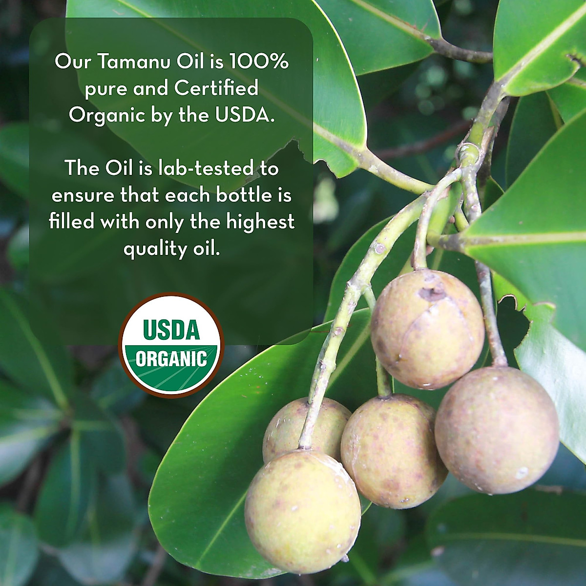 Pure Body Naturals Cold Pressed Tamanu Oil, 4 Fl Oz - Calms Irritated Skin - Moisturises Dry Scaly Skin