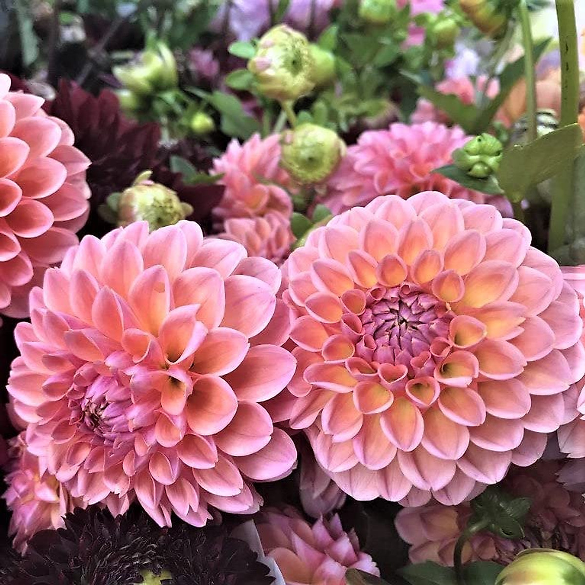 Dahlia Bulbs (Ball) - Linda's Baby - 8 Bulbs - Pink/Orange Flower Bulbs, Tuber Attracts Bees, Attracts Butterflies, Attracts Pollinators, Easy to Grow & Maintain, Fast Growing, Cut Flower Garden