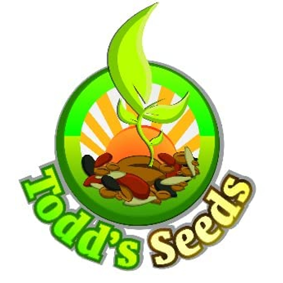 Todd's Seeds Wheatgrass Seeds; Hard Red Winter Wheat, Non-GMO, Chemical Free, High Germination (1/4 Pound)