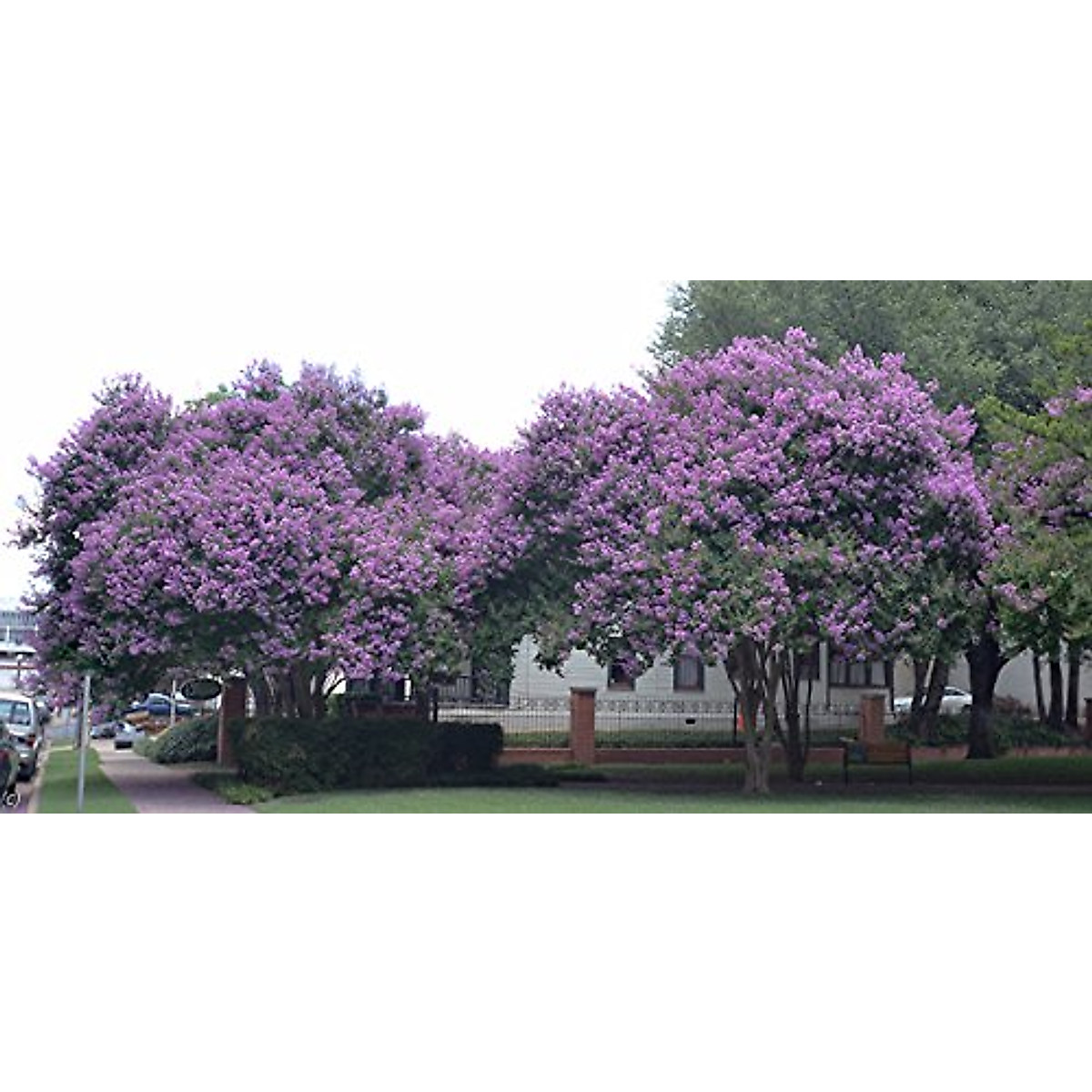 4 Pack Muskogee (Lavender) Crape Myrtle Trees - 4 Live Plants - Quart Containers