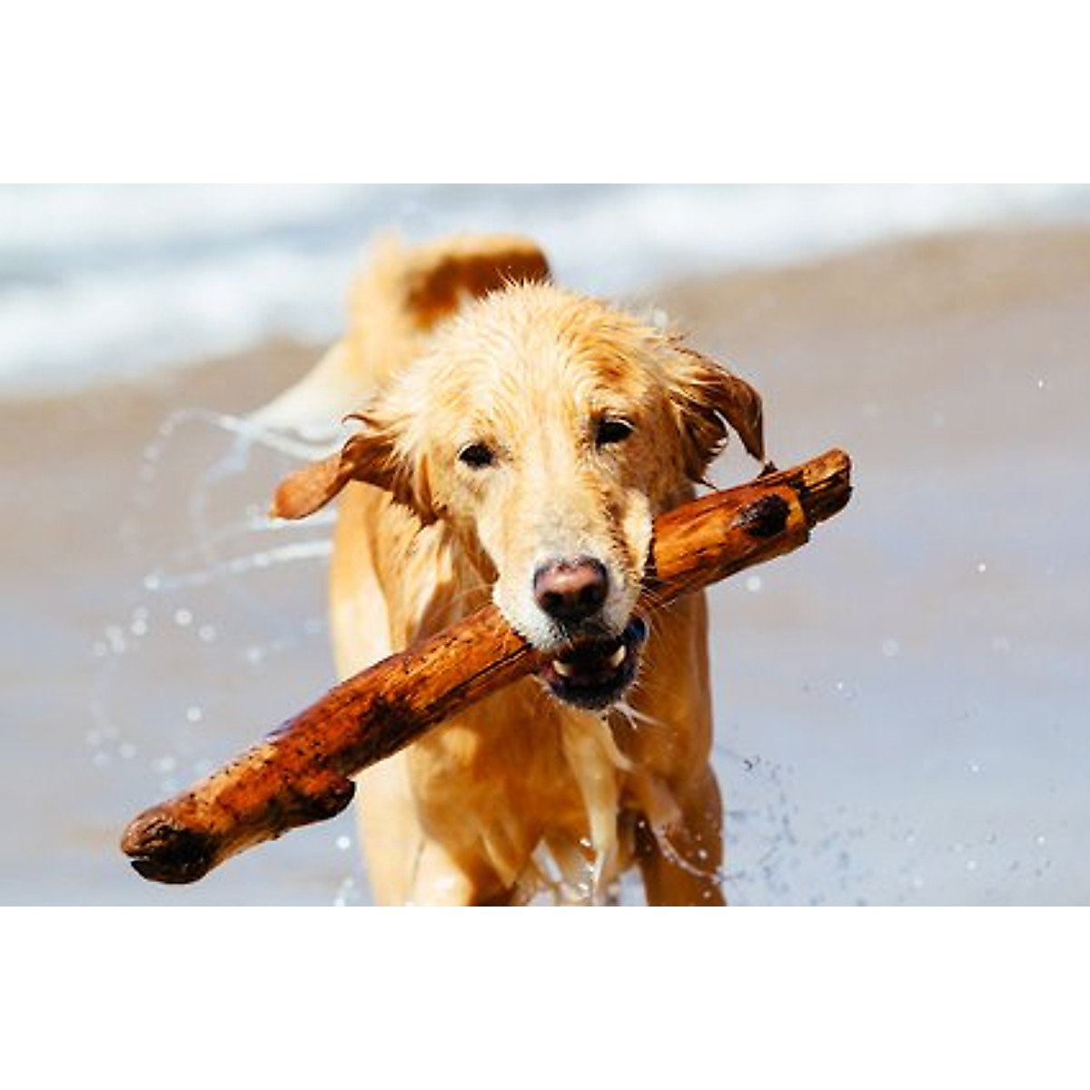 DOCTOR BEASLEY'S ADVANCED EAR BOMB Is a Powerful 1 Step Cleaning Solution Treatment for Dog Ear Infections; Cleaner Replaces Drops, Vet Visits, Medication, Antibiotics for Yeast and Fungus, 8 ounce