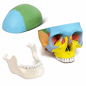 Merinden Painted Human Skull Model, Life Size Replica Medical Anatomy Adult Model with Removable Skull Cap and Articulated Mandible, Full Set of Teeth, 3-Part Didactic Skull Anatomical Model