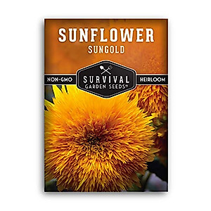 Survival Garden Seeds - Dwarf Sungold Sunflower Seed for Planting - Packet with Instructions to Plant and Grow Pom-Pom Teddy Bear Flowers in Your Home Vegetable Garden - Non-GMO Heirloom Variety