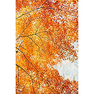 Japanese Maple | Medium Tree Seedling | The Jonsteen Company