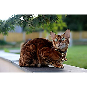 Beau's Bells 2 Extra Loud Cat & Dog Bells | Pet Tracker | Save Birds & Wildlife | Luxury Handmade Copper (Small)