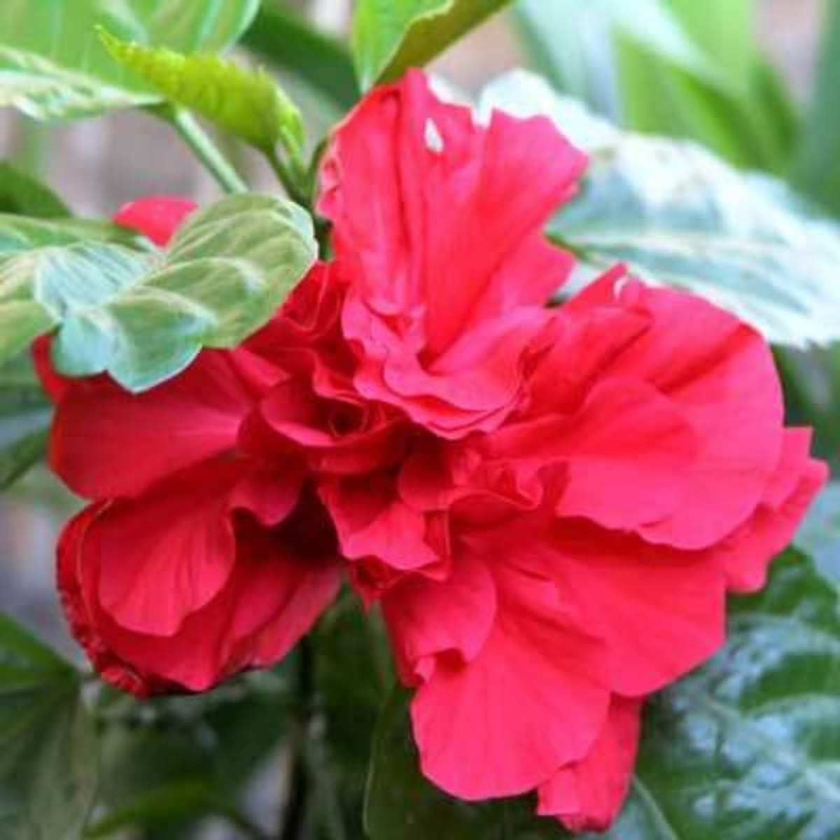 2 Red Rose of Sharon Althea Hibiscus Syriacus Plants 1 to 2 Ft Height for Planting Ornaments Perennial Garden Simple to Grow Pots Gifts