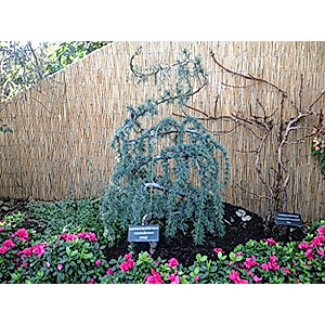 Weeping Blue Atlas Cedar 3 - Year Live Tree