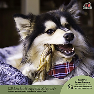 Redbarn 7" Braided Bully Sticks for Dogs. Natural, Grain-Free, Highly Palatable, Long-Lasting Dental Chews Sourced from Free-Range, Grass-Fed Cattle (20 Sticks)