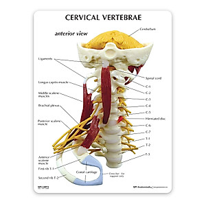 GPI Anatomicals - Deluxe Muscled Cervical Vertebrae Model, Spine Model Replica for Human Anatomy and Physiology Education, Anatomy Model for Doctor's Office and Classrooms, Medical Learning Resources