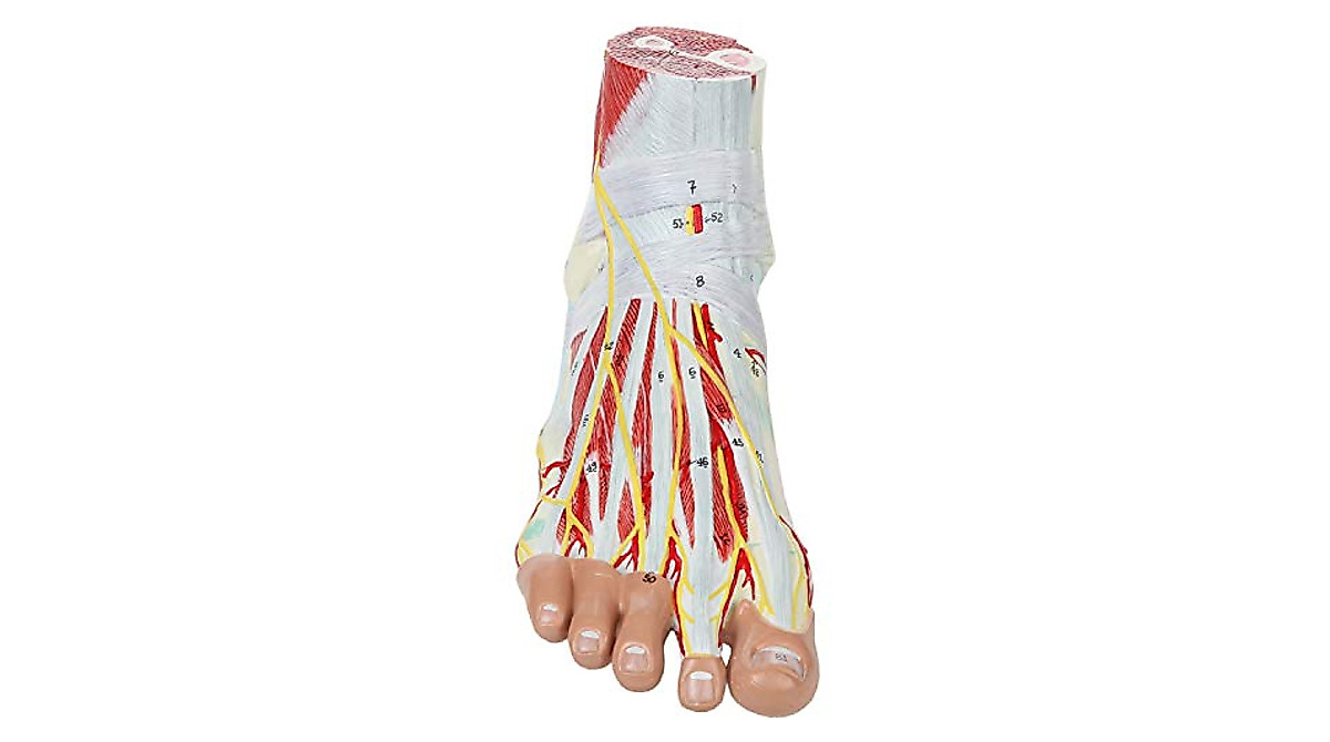 Axis Scientific Anatomy Model of Foot with Muscles, Ligaments, Nerves ...