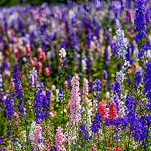 Outsidepride Delphinium Larkspur Rocket Wild Flowers - 1000 Seeds