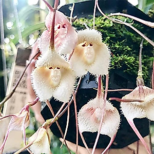 QAUZUY GARDEN 100 Rare Monkey Face Orchid Plant Seeds Monkey Orchid Monkey-Like Dracula Simia Seeds Blooms at Any Season Great Garden Gift