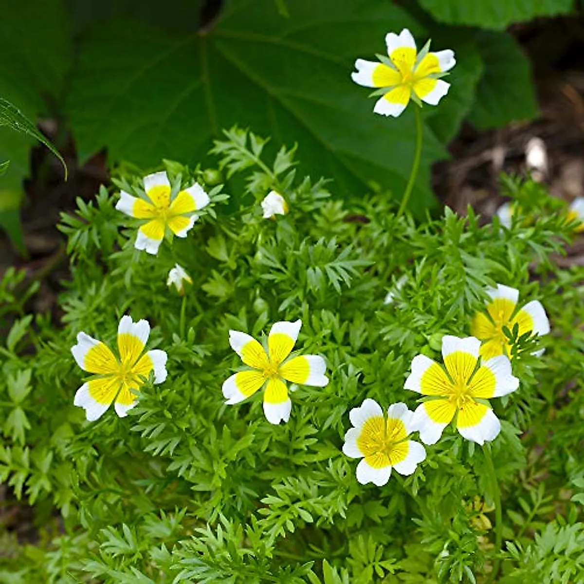 Outsidepride Limnanthes Douglasii Poached Egg Plant Garden Flower Seeds - 1000 Seeds