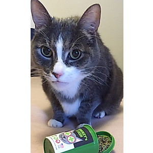 Smokey's Stash Organic Catnip OG puss Potent cat nip for Cats Small pop top