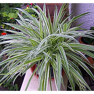 Hirt's Gardens Reverse Variegated Spider Plant - Easy to Grow/Cleans The Air - 4in Pot