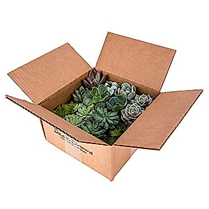 DecoBlooms Unique Succulent Plants (Collection of 16) - Fully Rooted in Planter Pots with Soil - Real Live Potted DIY Assorted Succulents
