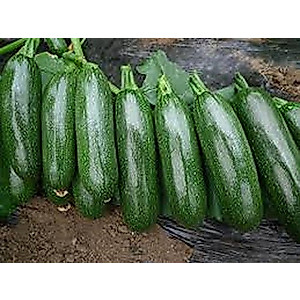 Squash,Squash Long Dark Green Seeds, Heirloom, 20 Seeds, Non GMO