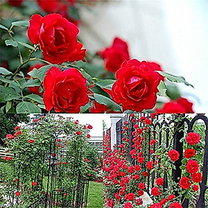 zcbang 100Pcs Mix Climbing Rose Rosa Bush Vine Climber Fragrant Butterfly Flower Seeds