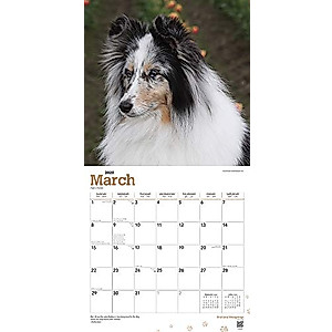 Shetland Sheepdogs 2020 12 x 12 Inch Monthly Square Wall Calendar, Animals Dog Breeds