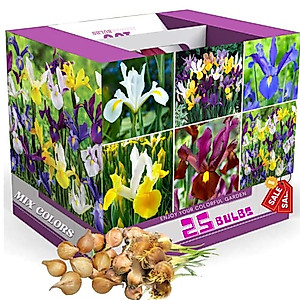 25 Iris Tuber Mix Planting Ornaments Perennial Garden Simple to Grow Pots Gifts, Large Size