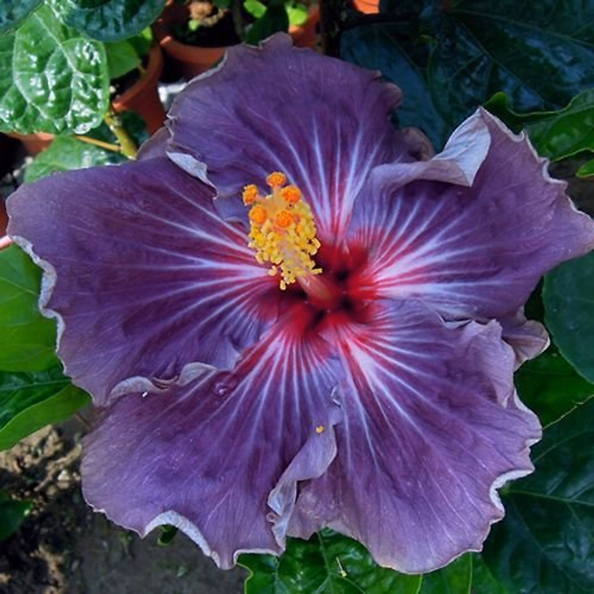 10 Rare Purple Hibiscus Seeds Perennial Flower Garden Exotic Hardy Seed Bloom