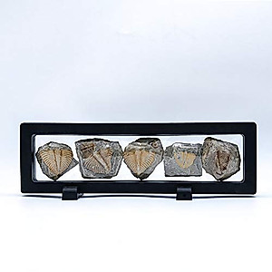 Set of 5 Authentic Arthropod Real Trilobite Tail Fossil Rocks Kit Come 450 Million Years ago for Collections and Education